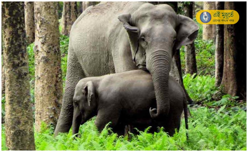 রাতের আঁধারে পাচারের পথে হাতি উদ্ধার ডুয়ার্সে