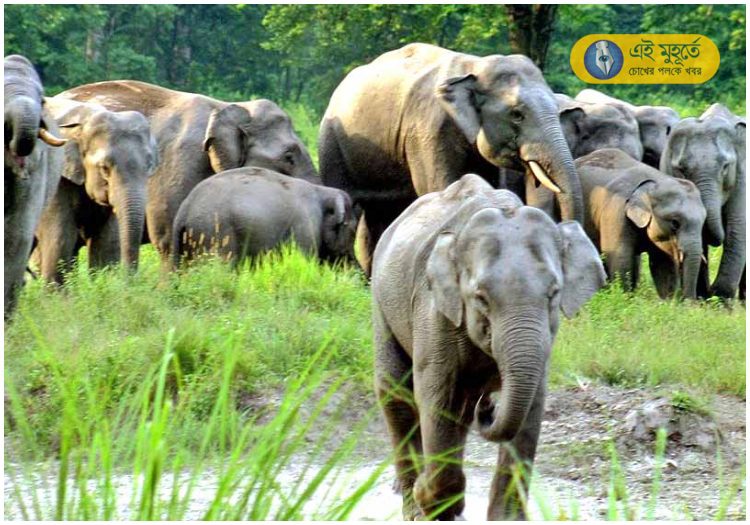 রাতভর তাণ্ডব চালিয়ে ৮ টি বাড়ি ভাঙল বুনো হাতির দল, আতঙ্কে ডুয়ার্স