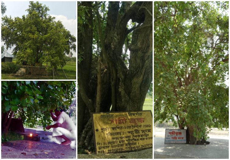 শতাব্দী প্রাচীন এই শমী বৃক্ষেই লুকিয়ে রয়েছে মহাভারতের ইতিহাস